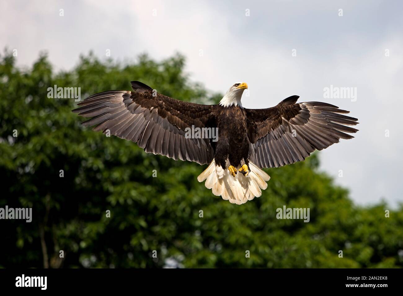 Bald eagle flying in front hi-res stock photography and images - Alamy
