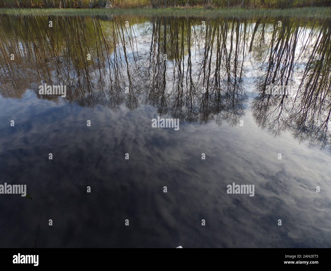 abstract image of tree with water reflection, blurred background and ...