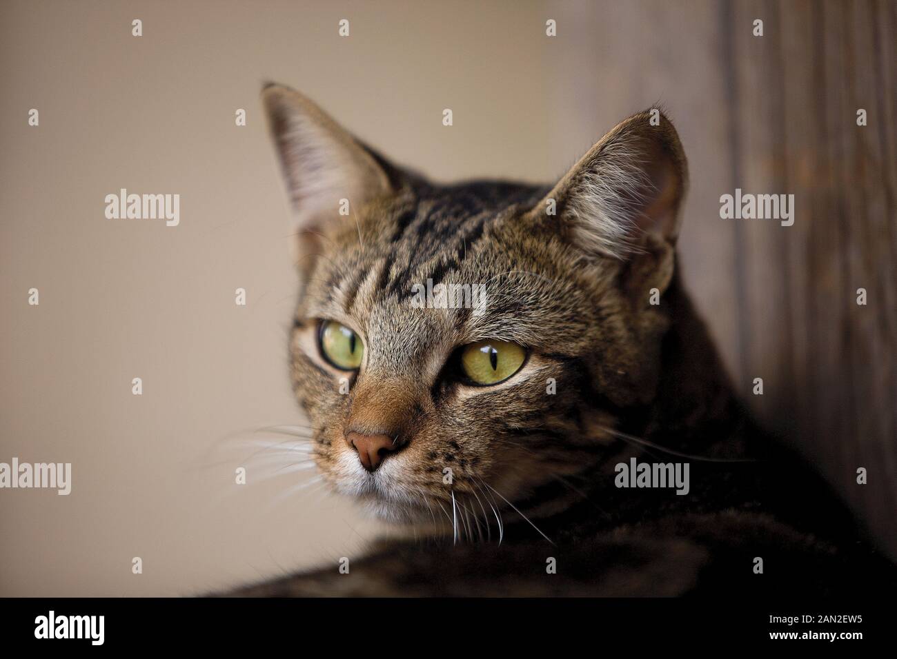 PORTRAIT OF DOMESTIC CAT, NAMIBIA Stock Photo - Alamy