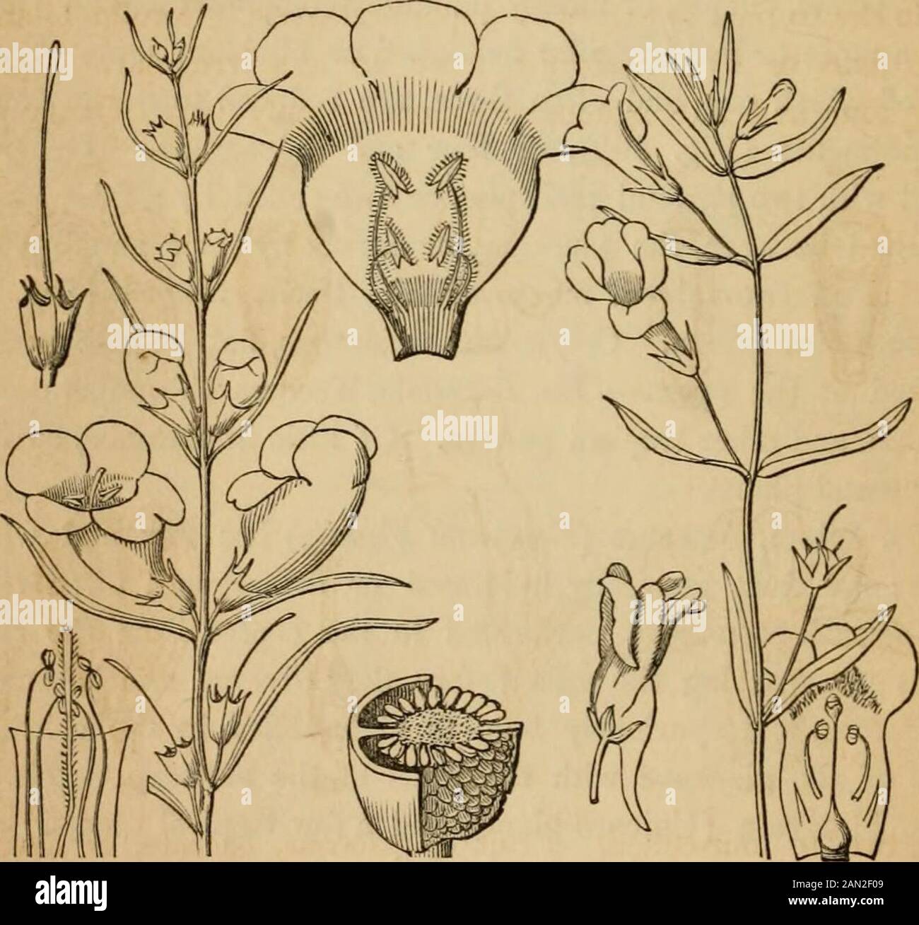 Introduction to structural and systematic botany, and vegetable ...