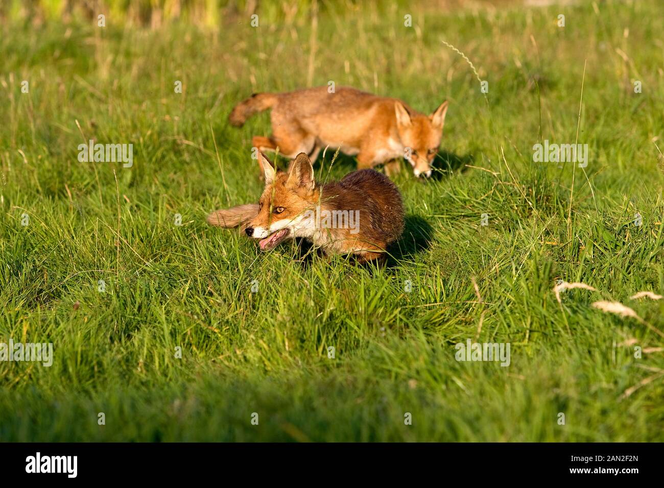 RED FOX vulpes vulpes, PAIR SMELLING, STANDING ON GRASS, NORMANDY IN FRANCE Stock Photo - Alamy