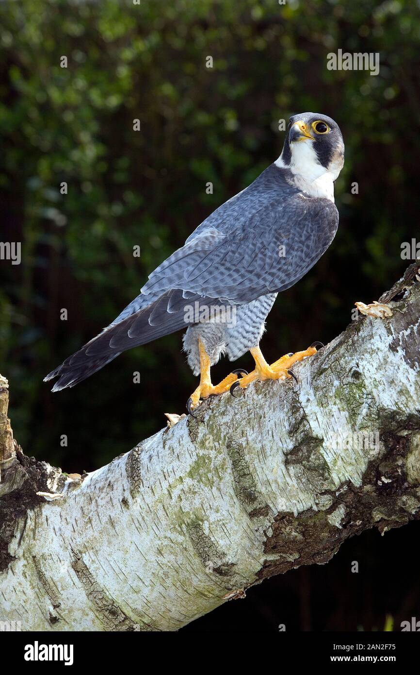 PEREGRINE FALCON falco peregrinus, ADULT STANDING ON BRANCH, NORMANDY ...