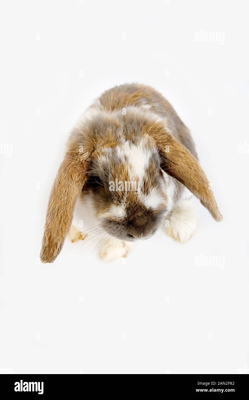 LOP-EARED RABBIT AGAINST WHITE BACKGROUND Stock Photo - Alamy
