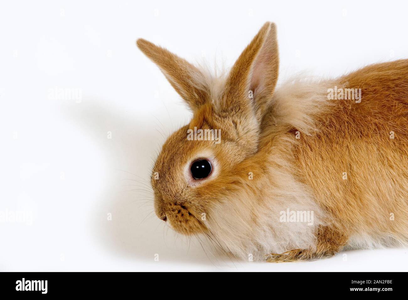 RED DWARF RABBIT AGAINST WHITE BACKGROUND Stock Photo - Alamy