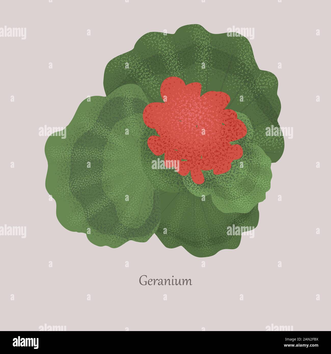 Geranium is a herbaceous plant with beautiful red flowering Stock ...