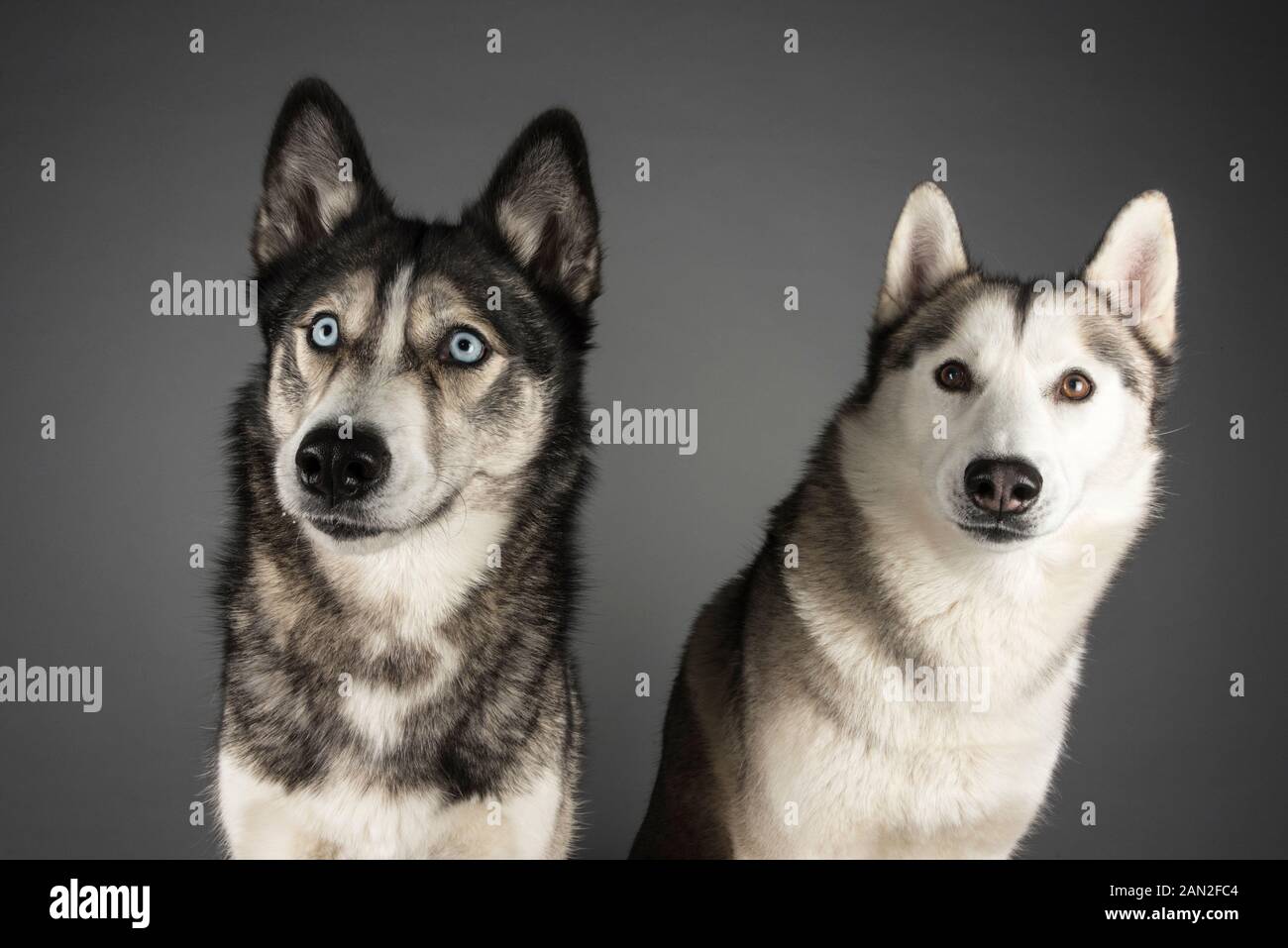 Husky double trouble! UK doggy friends Stock Photo - Alamy
