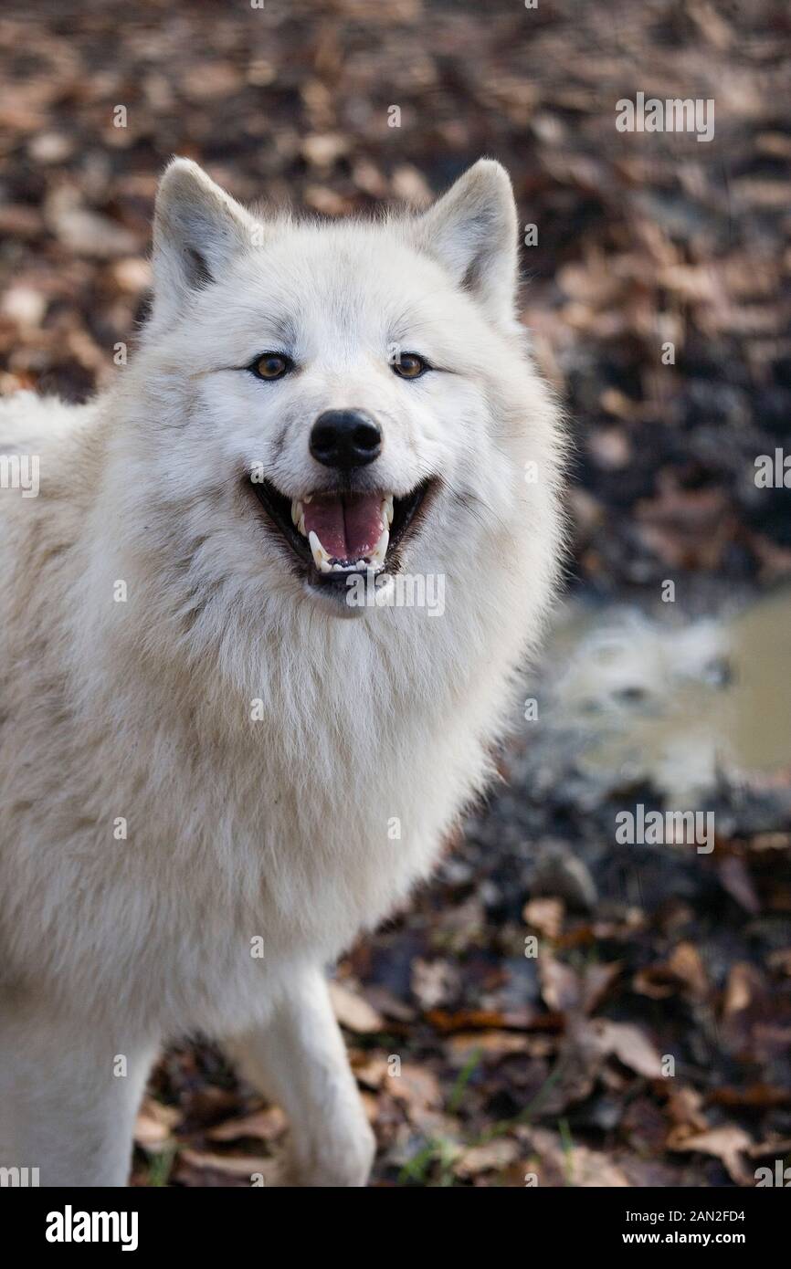 ARCTIC WOLF canis lupus tundrarum, PORTRAIT OF ADULT WITH OPEN MOUTH ...