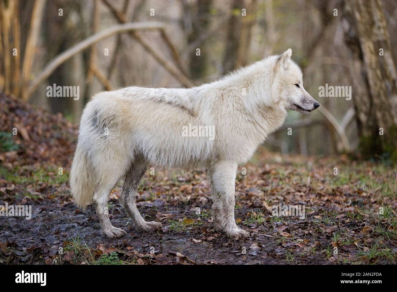 ARCTIC WOLF canis lupus tundrarum, ADULT Stock Photo - Alamy
