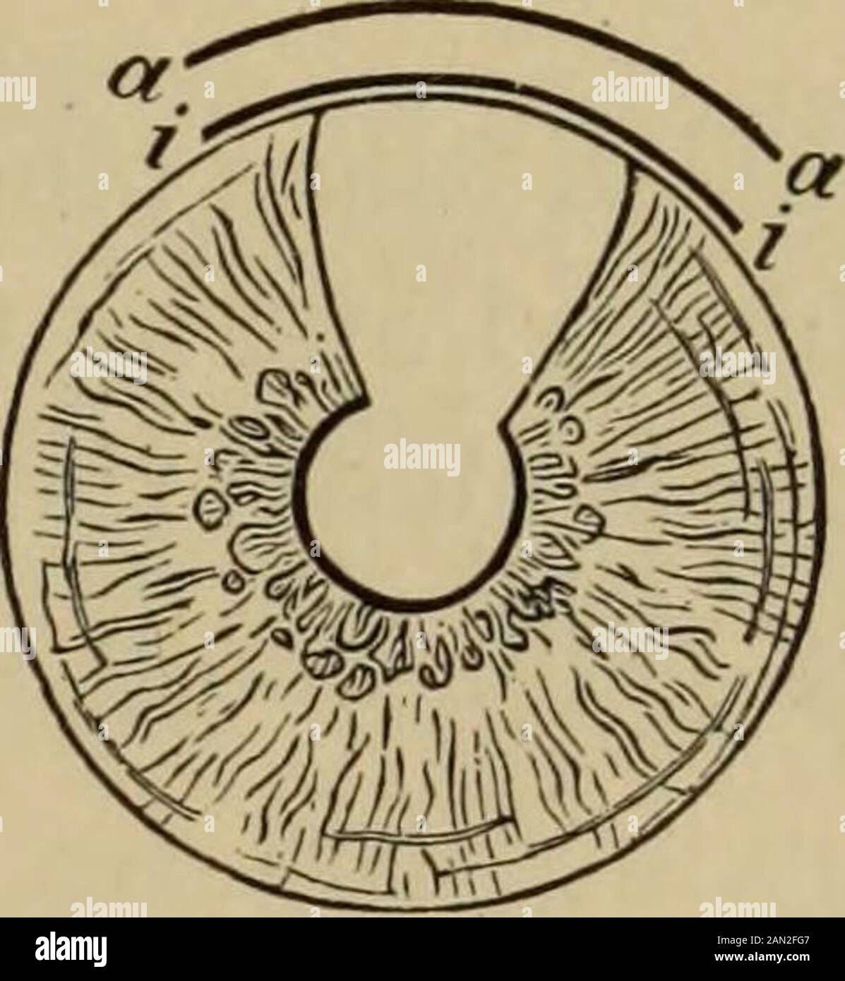 Text-book of ophthalmology . (see pages 987 and 990), they enter ...