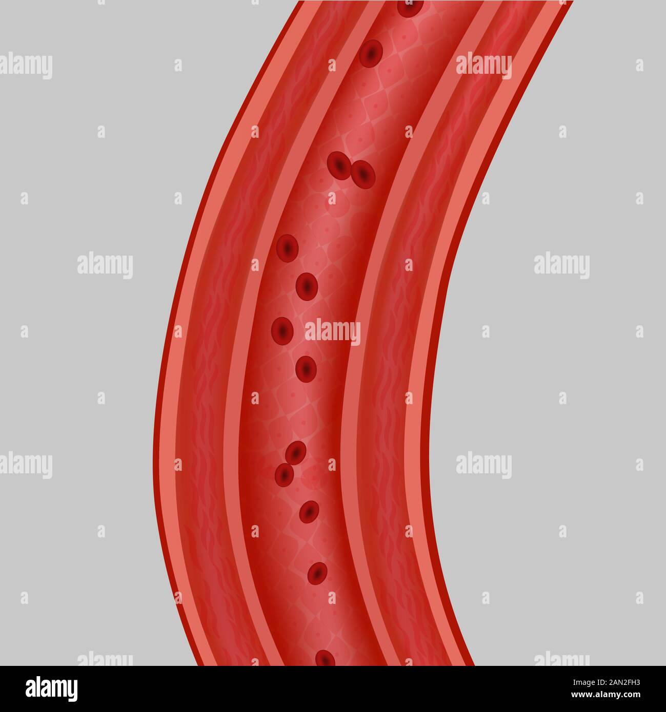 Arteries human blood vessels on a gray background Stock Vector Image ...