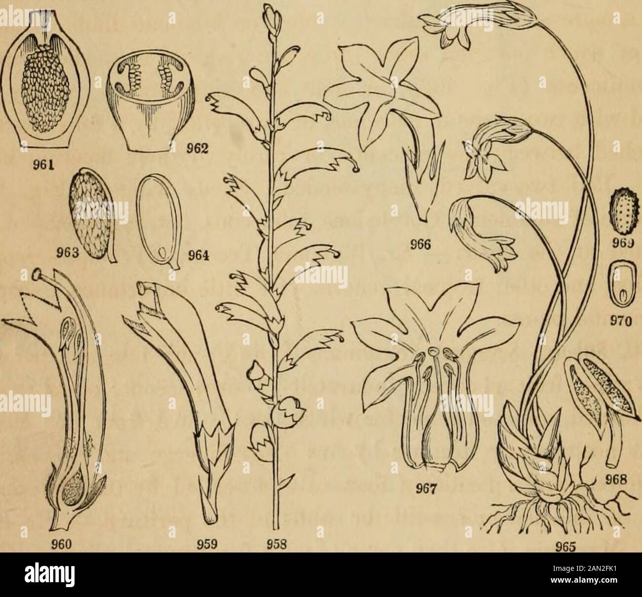 Bilabiate flowers hi-res stock photography and images - Alamy