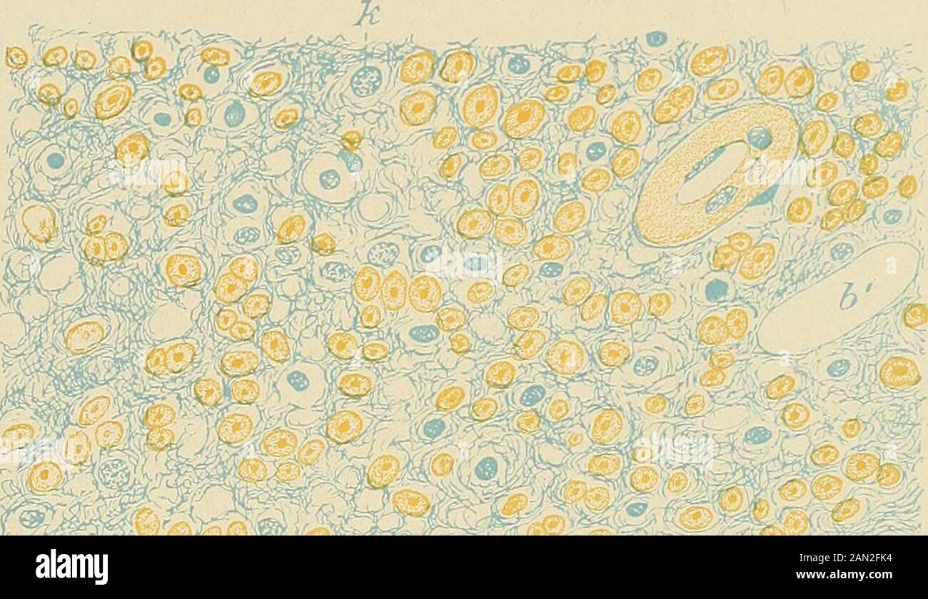 Posterior horn hi-res stock photography and images - Alamy