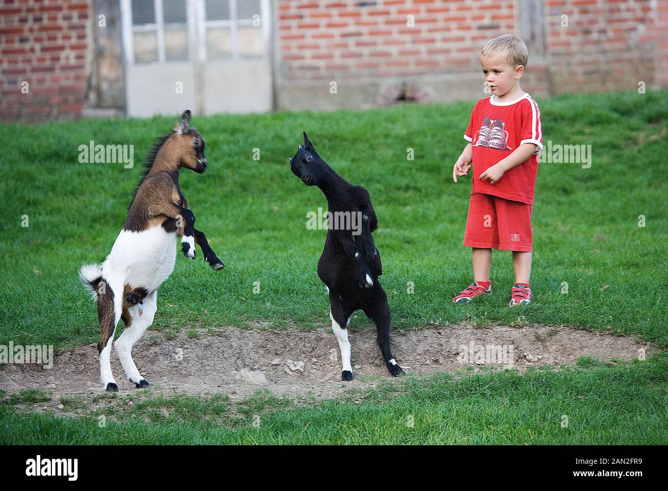 Boy looking at fighting goats hi-res stock photography and images - Alamy