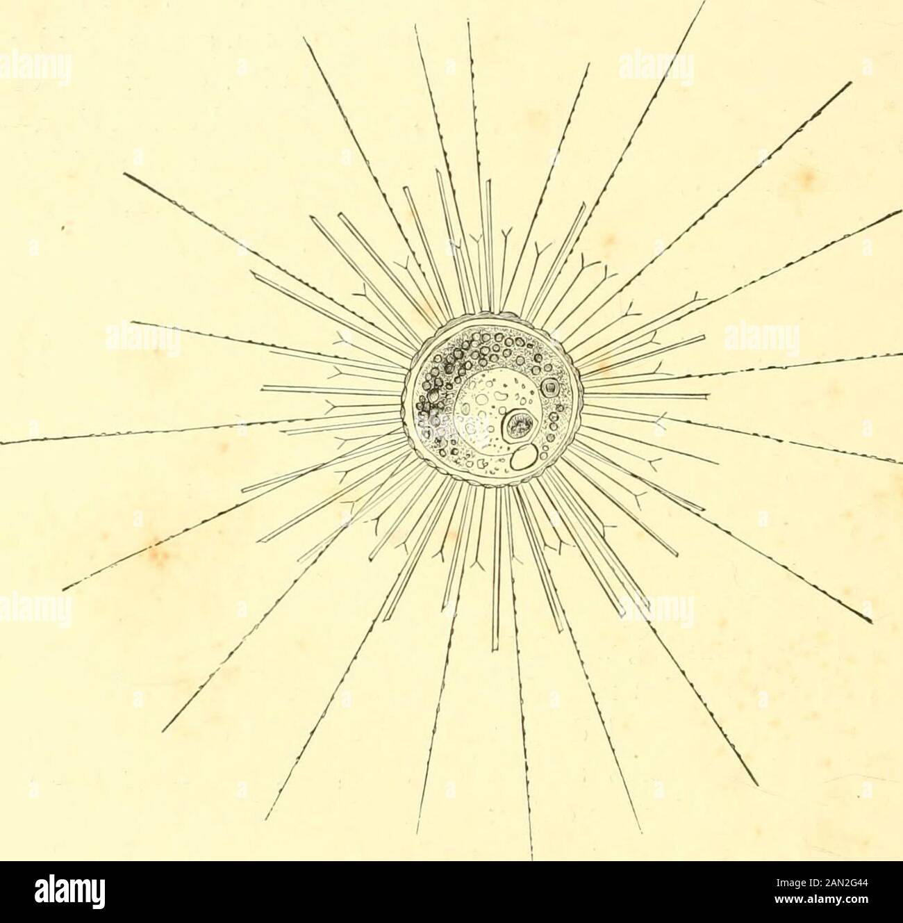 Water vesicles hi-res stock photography and images - Alamy