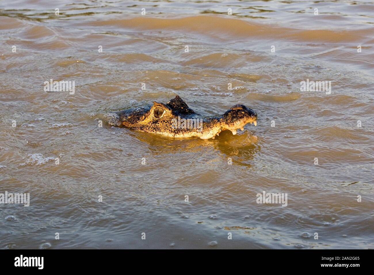 SPECTACLED CAIMAN caiman crocodilus, HEAD EMERGING FROM RIVER, LOS ...
