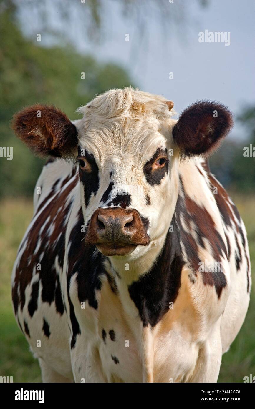 NORMANDY CATTLE, PORTRAIT OF FEMALE, NORMANDY Stock Photo - Alamy