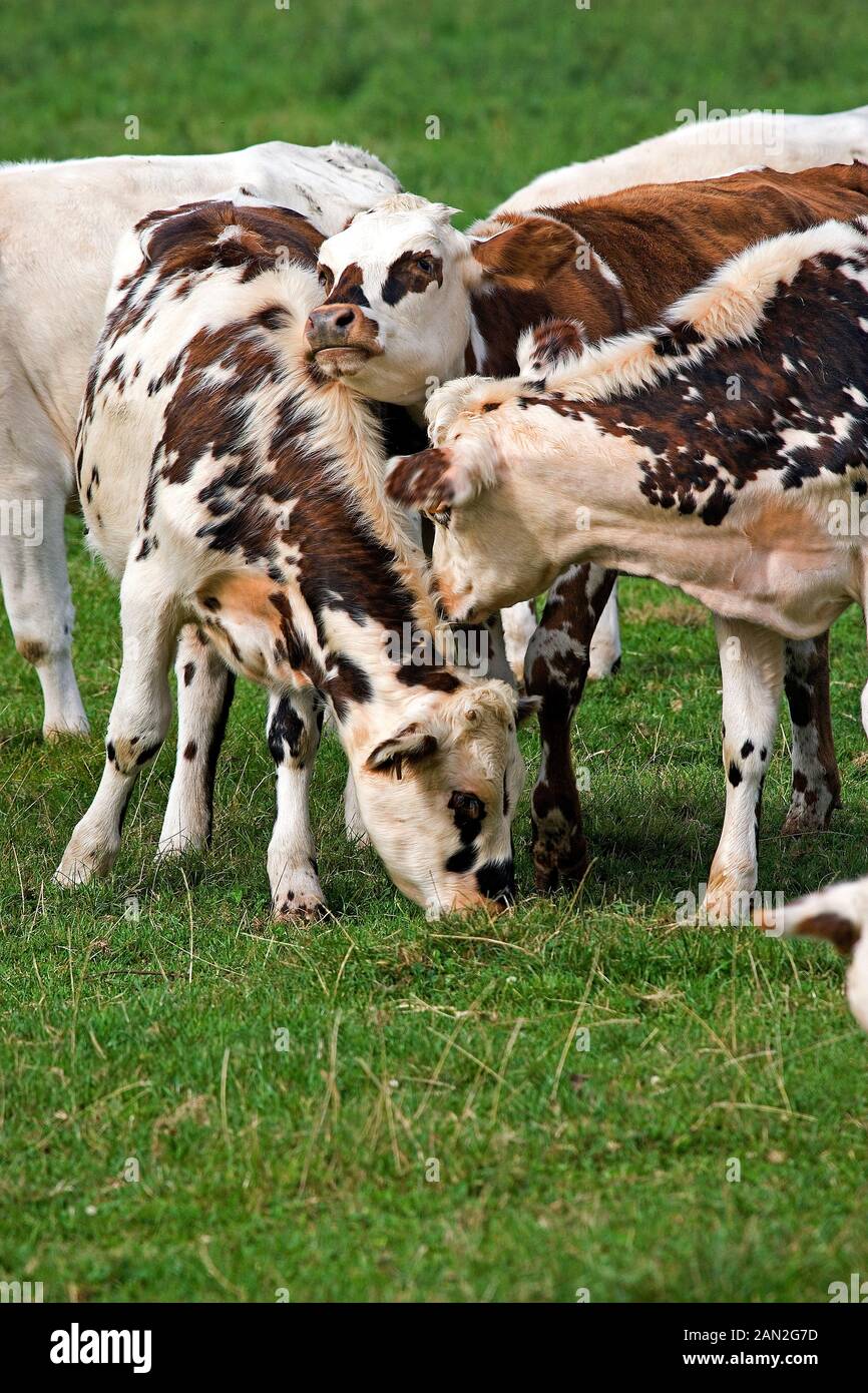 NORMANDY CATTLE, CALF GRAZING IN PASTURE, NORMANDY Stock Photo - Alamy