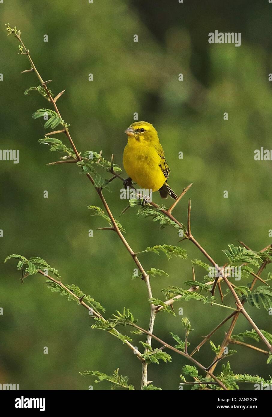 Uganda queen elizabeth national park hi-res stock photography and ...