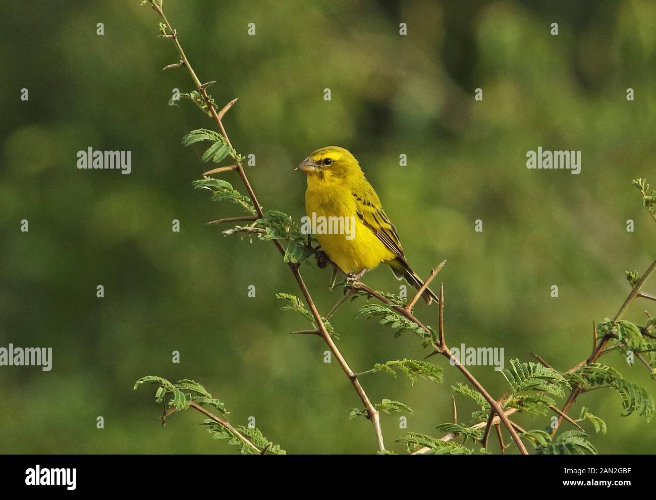 Uganda queen elizabeth national park hi-res stock photography and ...