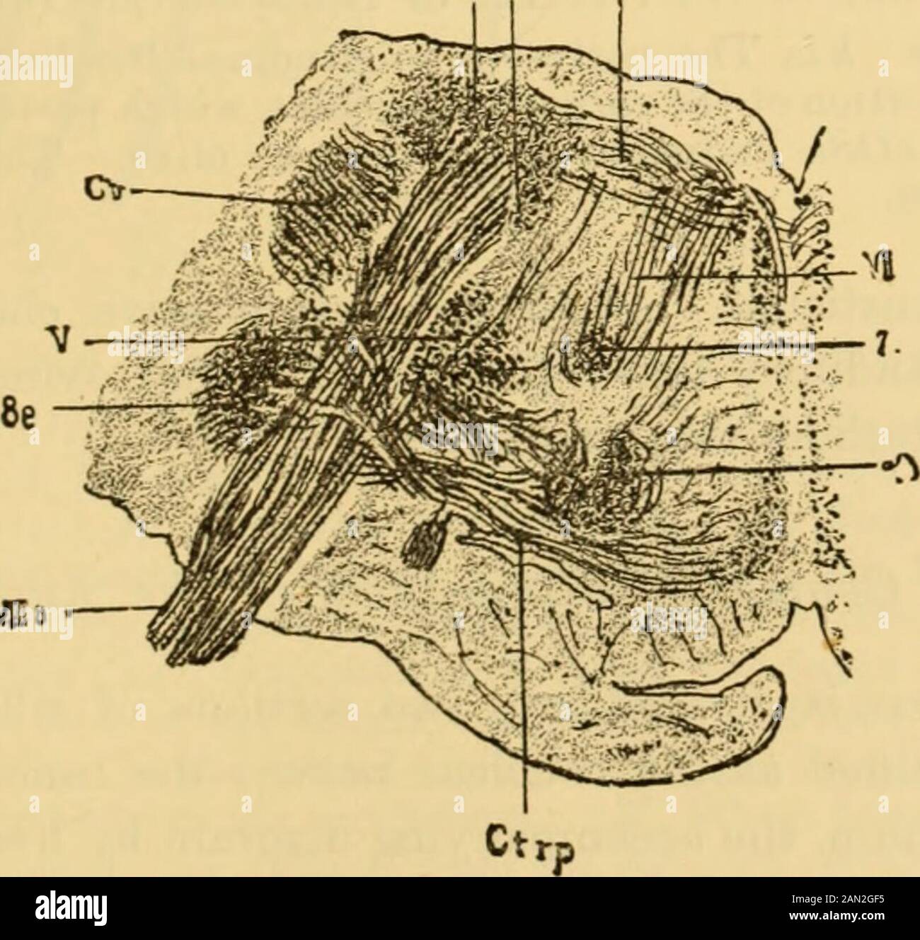 Olive organs hi-res stock photography and images - Alamy