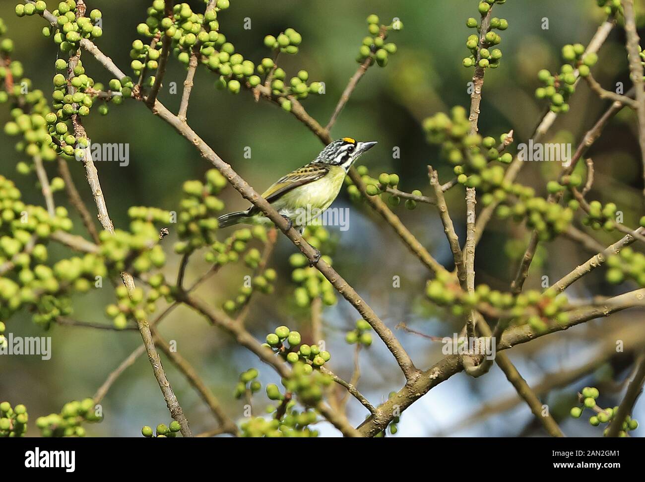 Tinkerbirds hi-res stock photography and images - Alamy