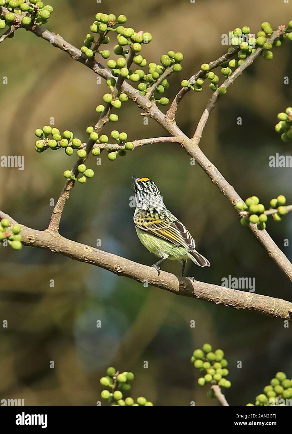 Tinkerbirds hi-res stock photography and images - Alamy