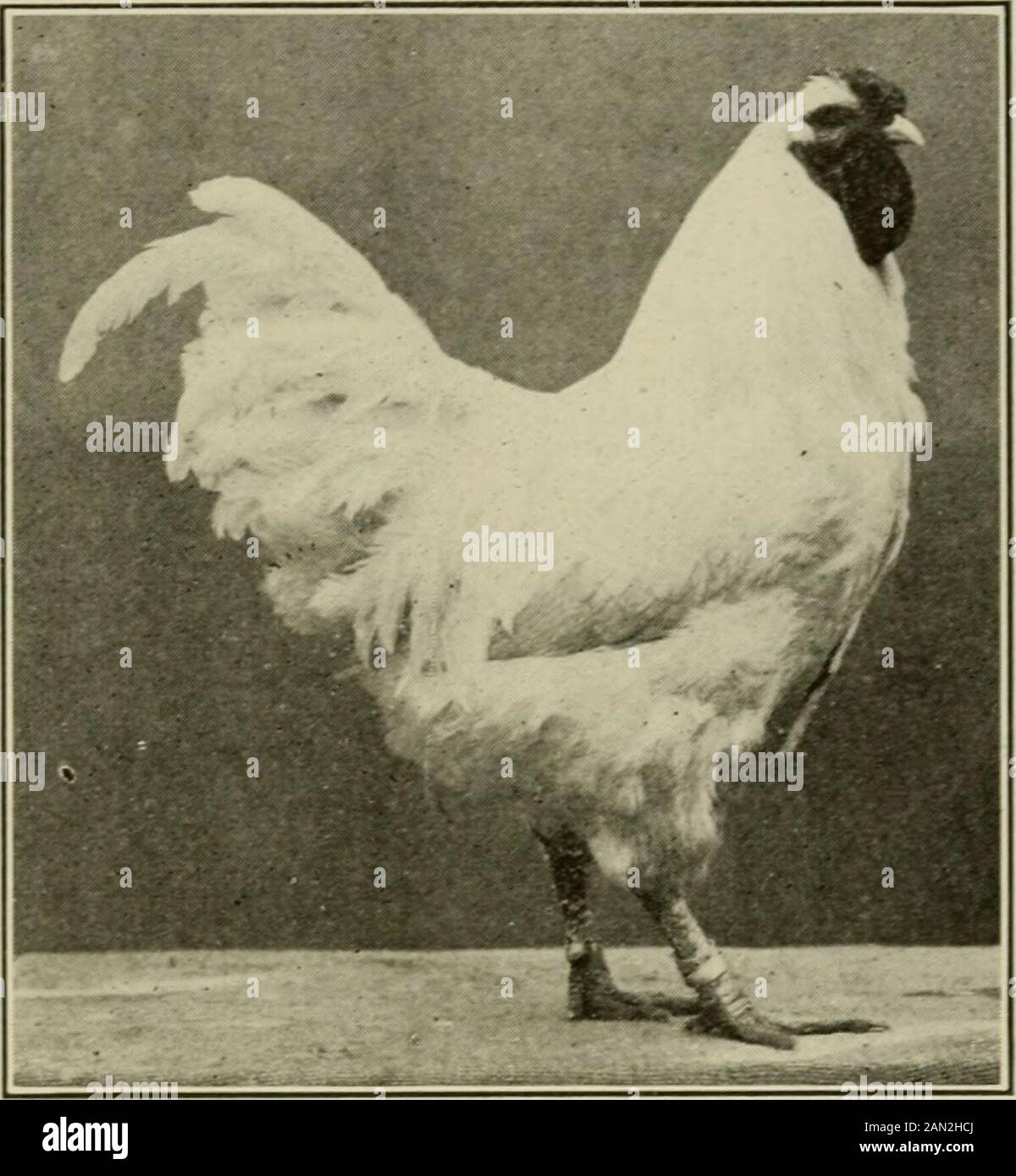 Sickle tail bird hi-res stock photography and images - Alamy