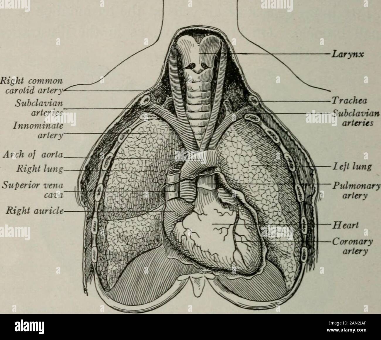 Alveolus cross section hi-res stock photography and images - Alamy