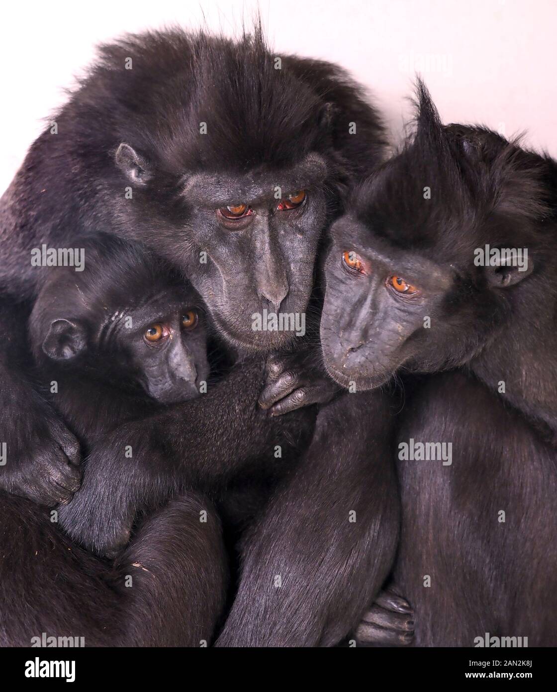 Bushmeat monkey hi-res stock photography and images - Alamy