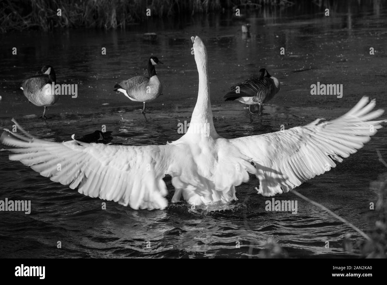 Small birds england Black and White Stock Photos & Images - Alamy