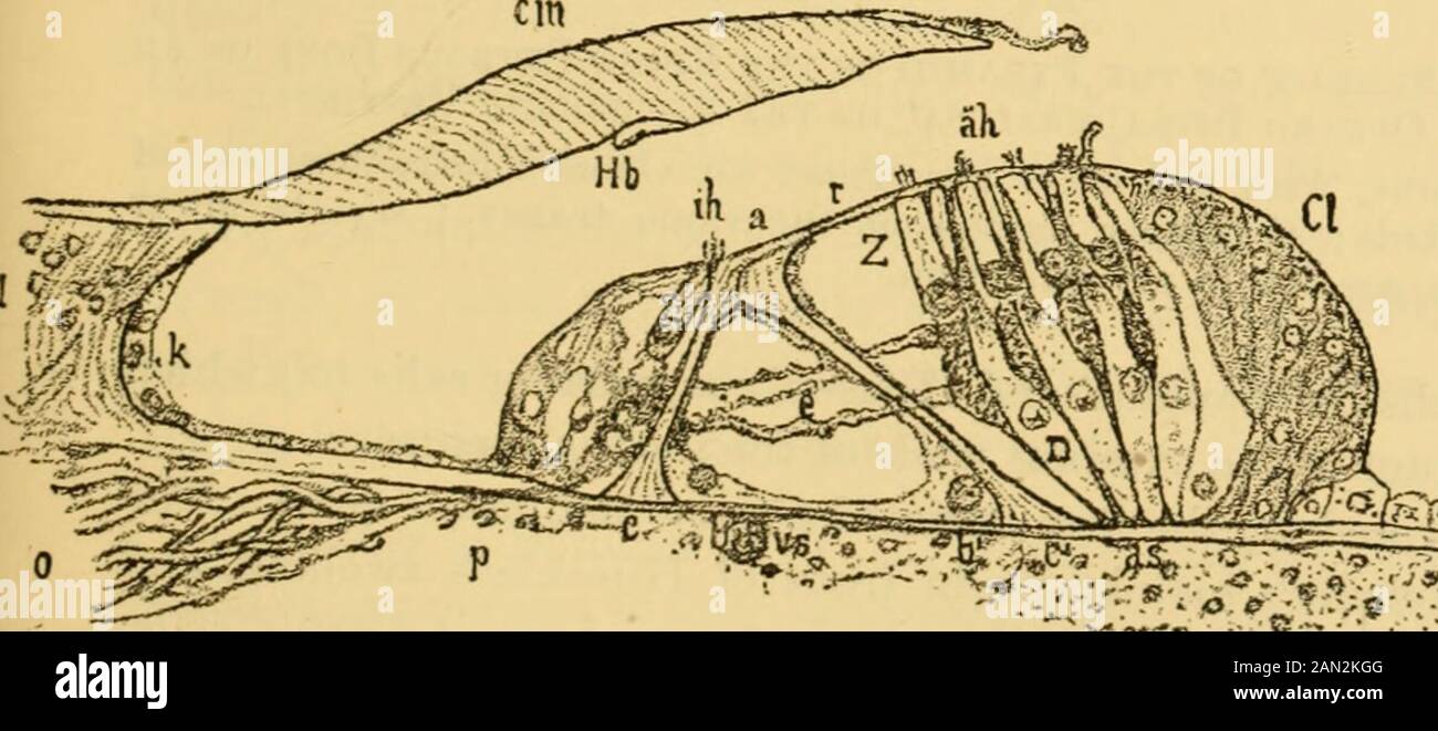 Cortis organs hi-res stock photography and images - Alamy