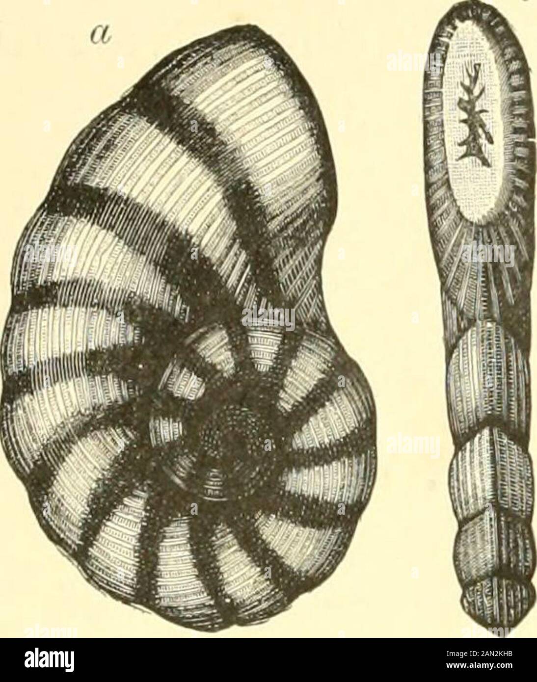 Miliolite hi-res stock photography and images - Alamy