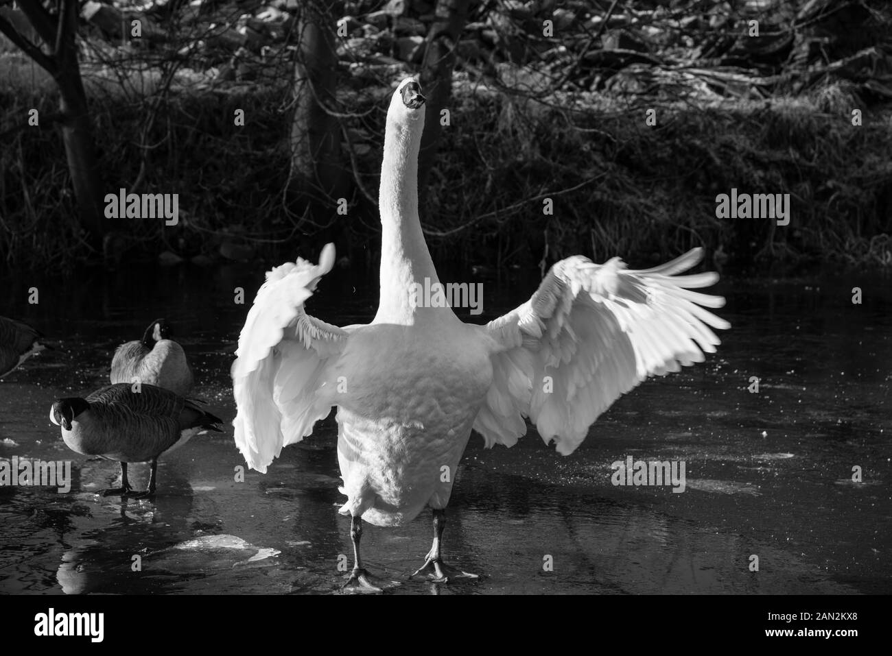 Family group of swans Black and White Stock Photos & Images - Alamy