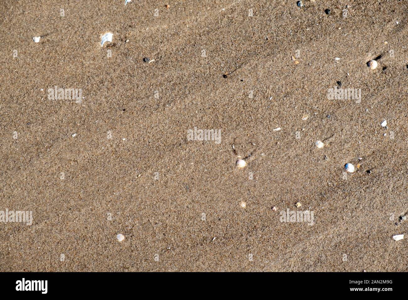 washed sand with washed shells Stock Photo - Alamy