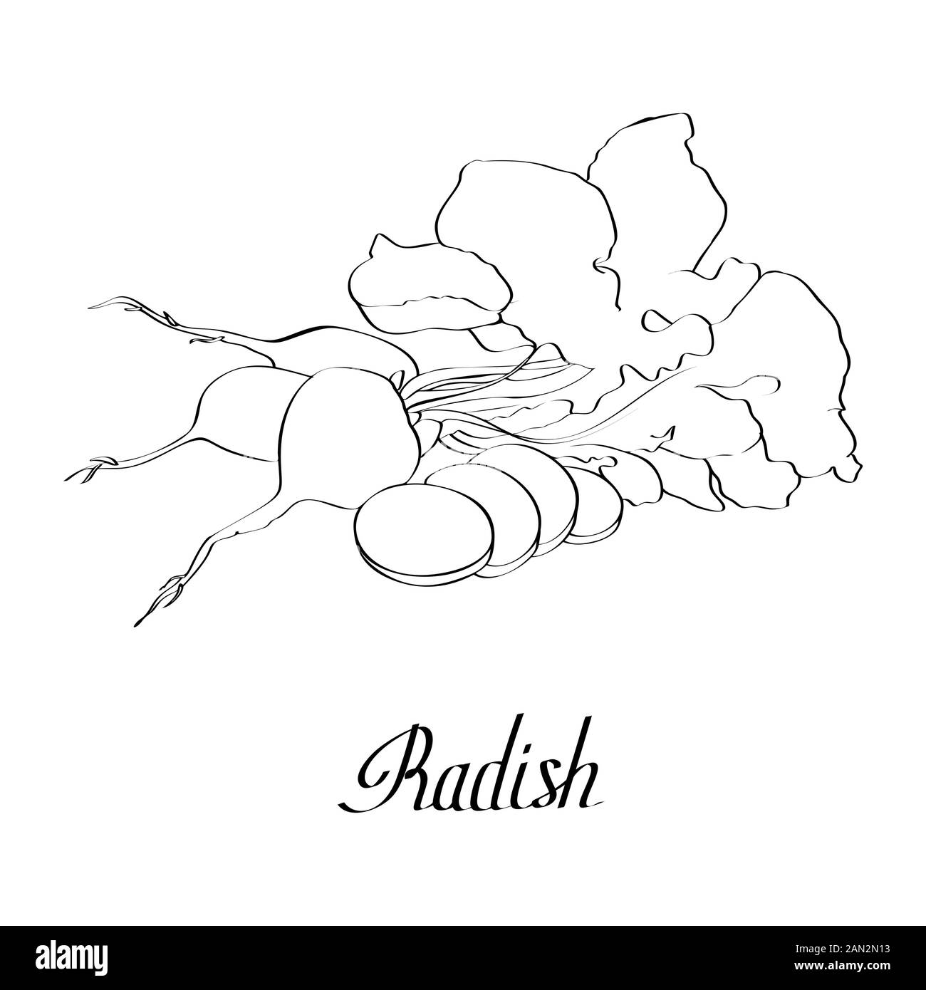 Radish red Black and White Stock Photos & Images - Alamy