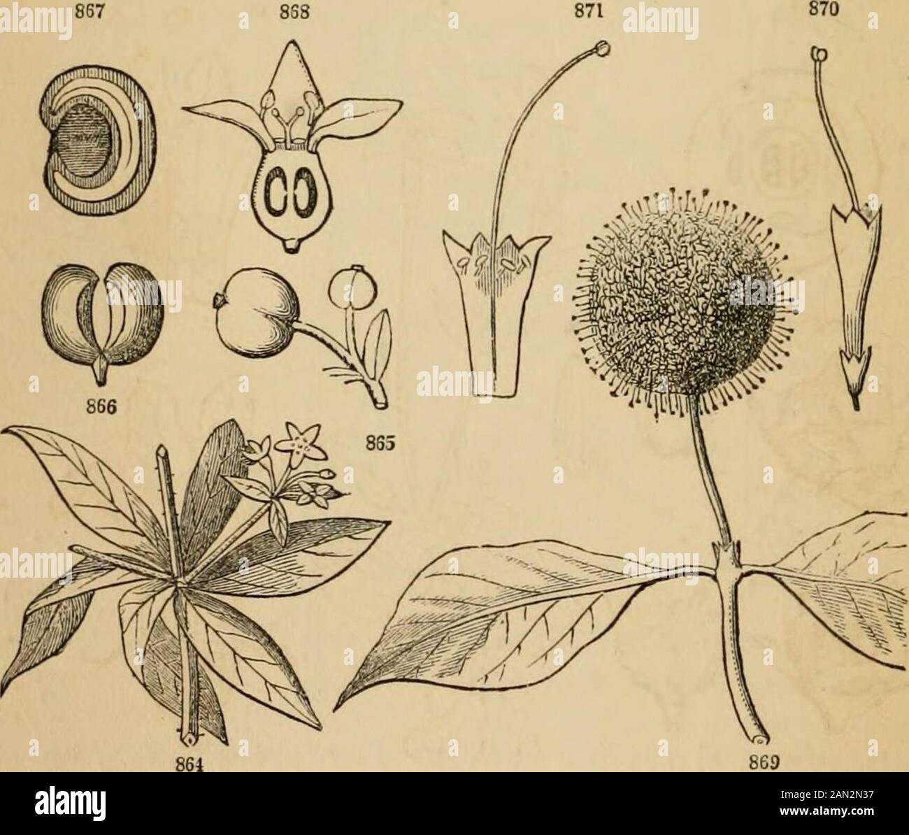 Introduction to structural and systematic botany, and vegetable ...