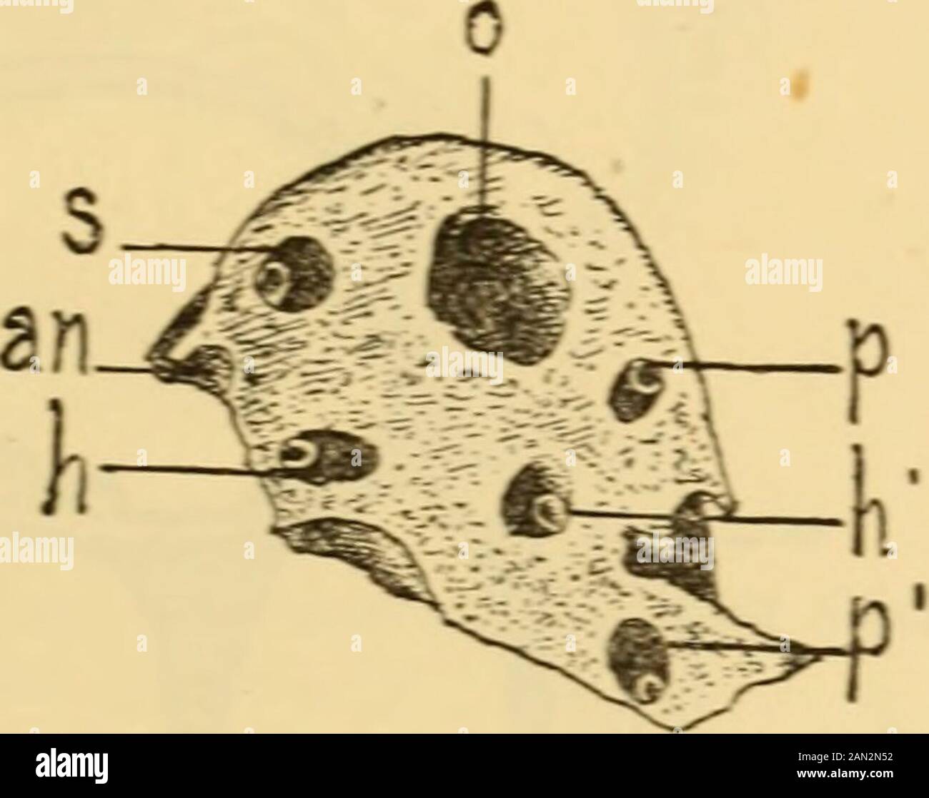 Crista ampulla hi-res stock photography and images - Alamy