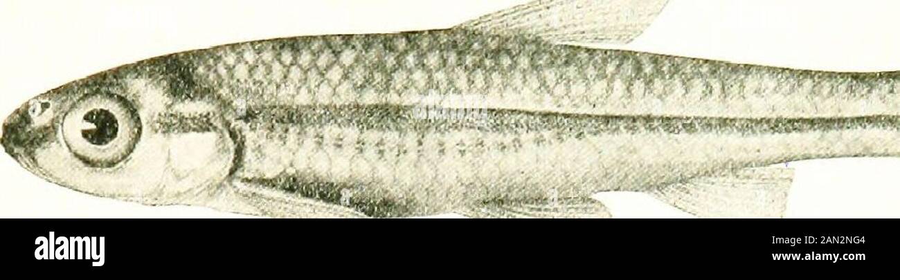 ..The fishes of Illinois . June. NOTROPIS ILLECEBROSUS CGirard) Girard ...