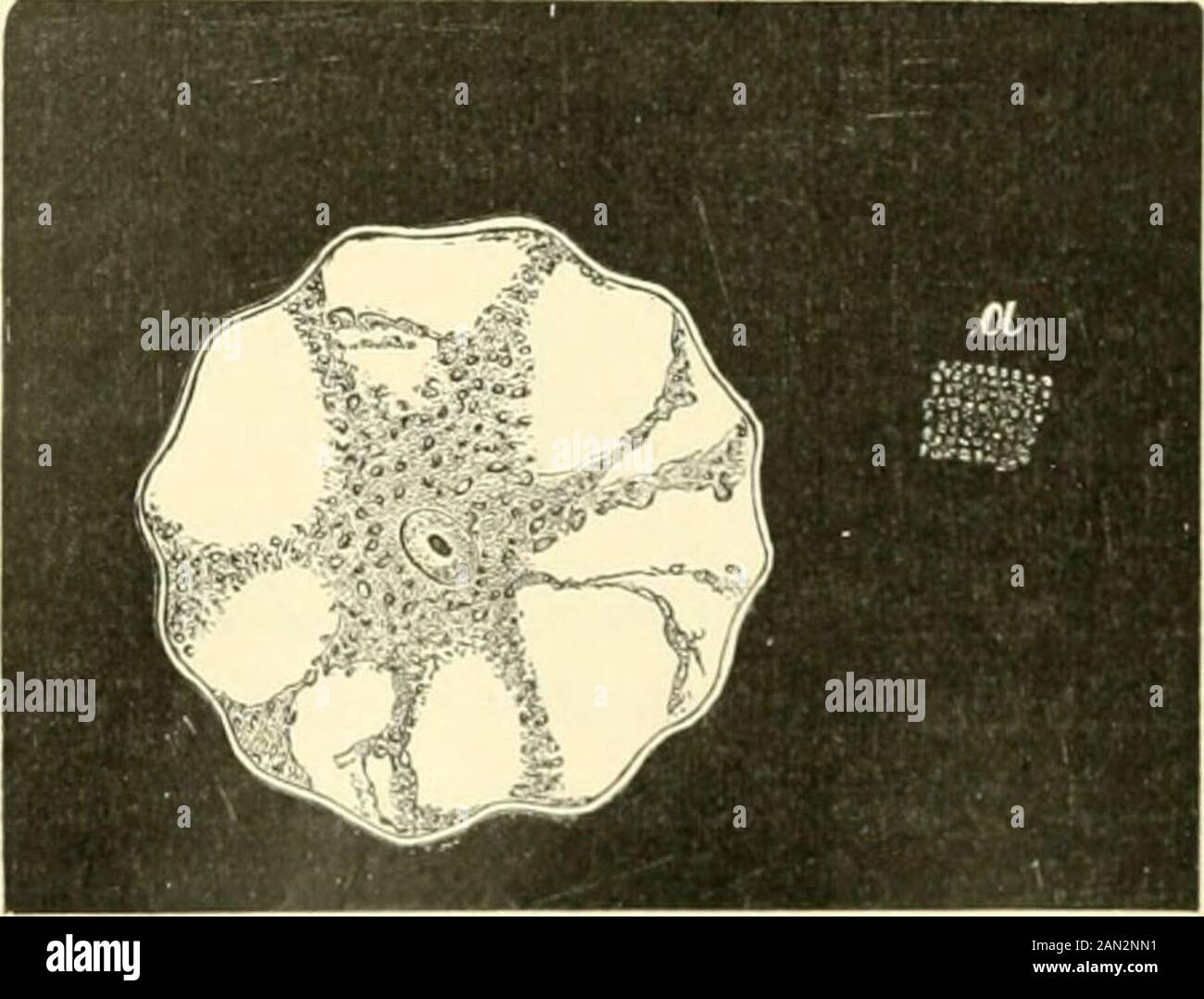 The royal natural history . ircular hole, through which short lobose ...
