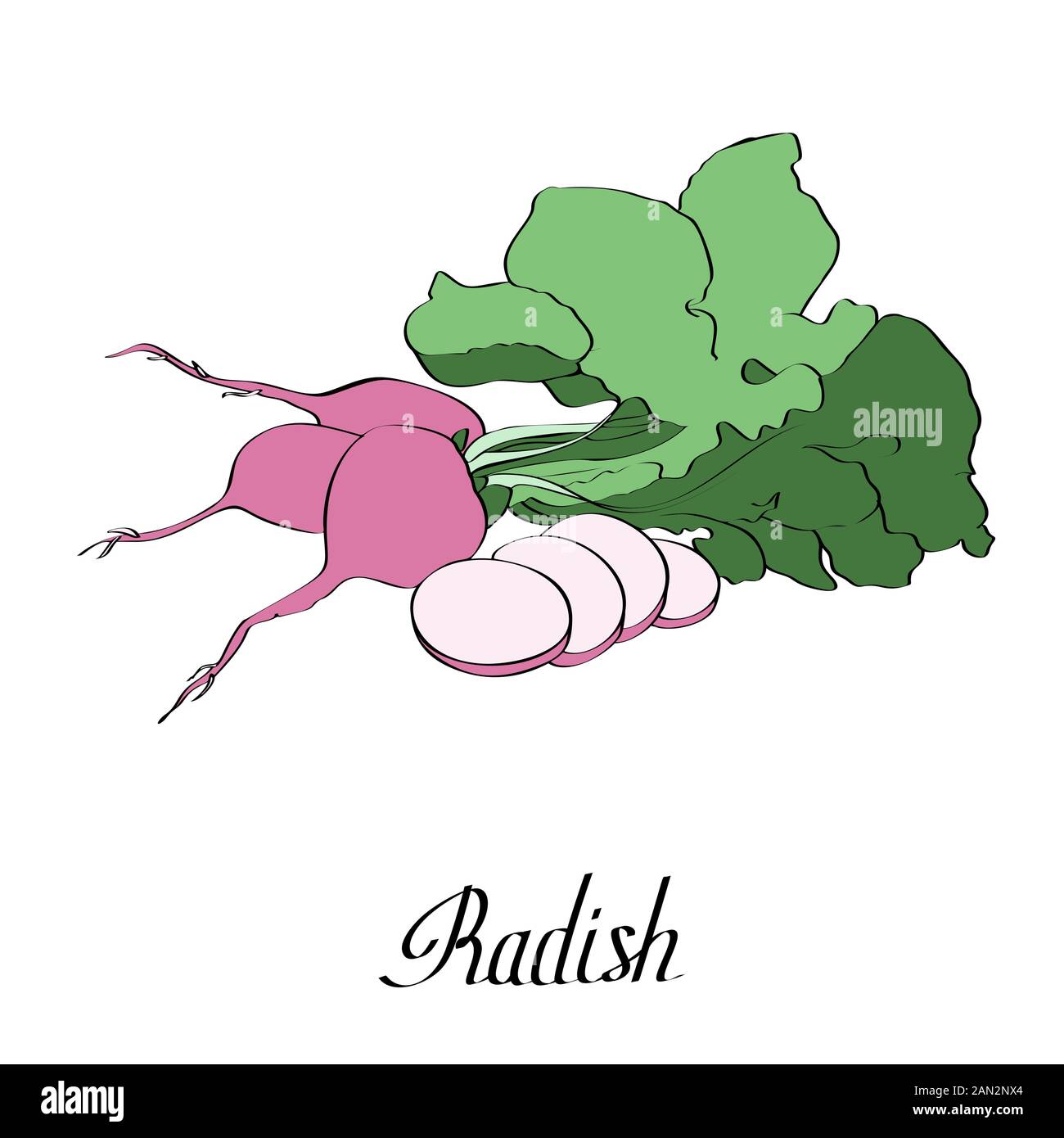 Vector ink radish for card with text Stock Vector Image & Art - Alamy