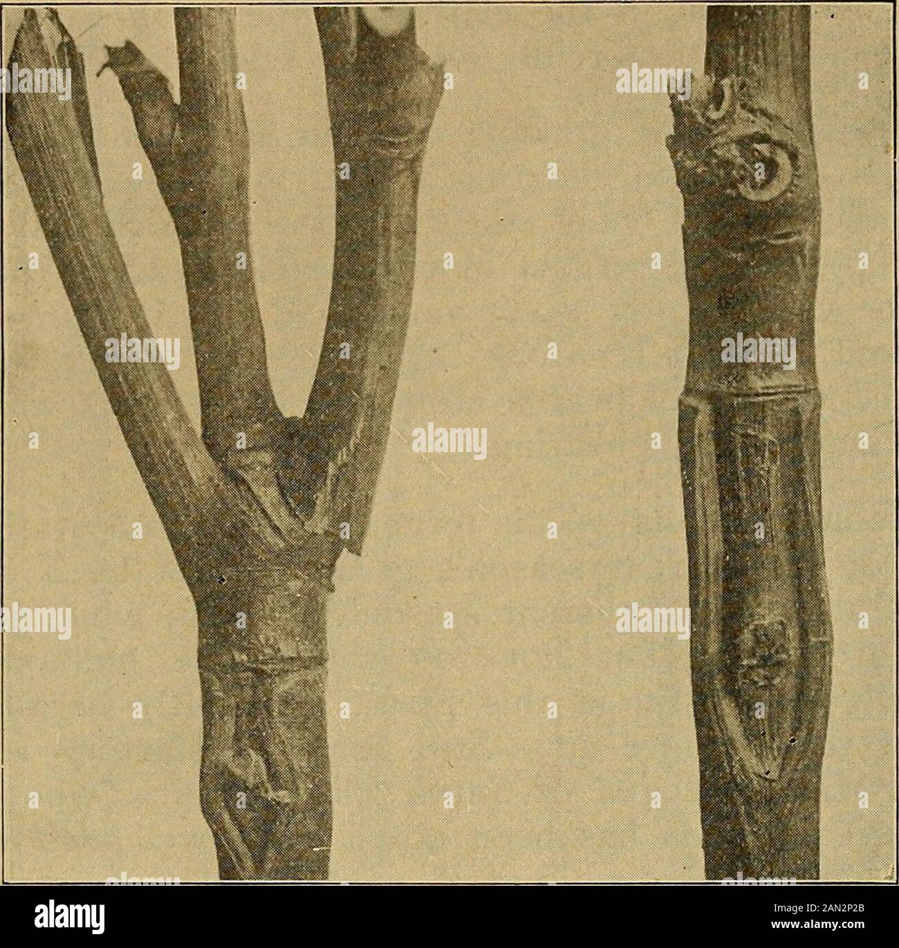 Stump grafting hi-res stock photography and images - Alamy