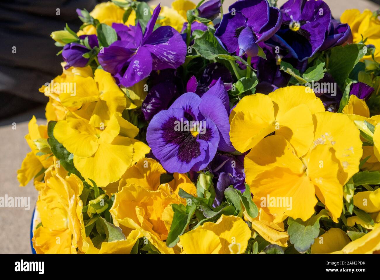 beautiful yellow and purple violets Stock Photo - Alamy