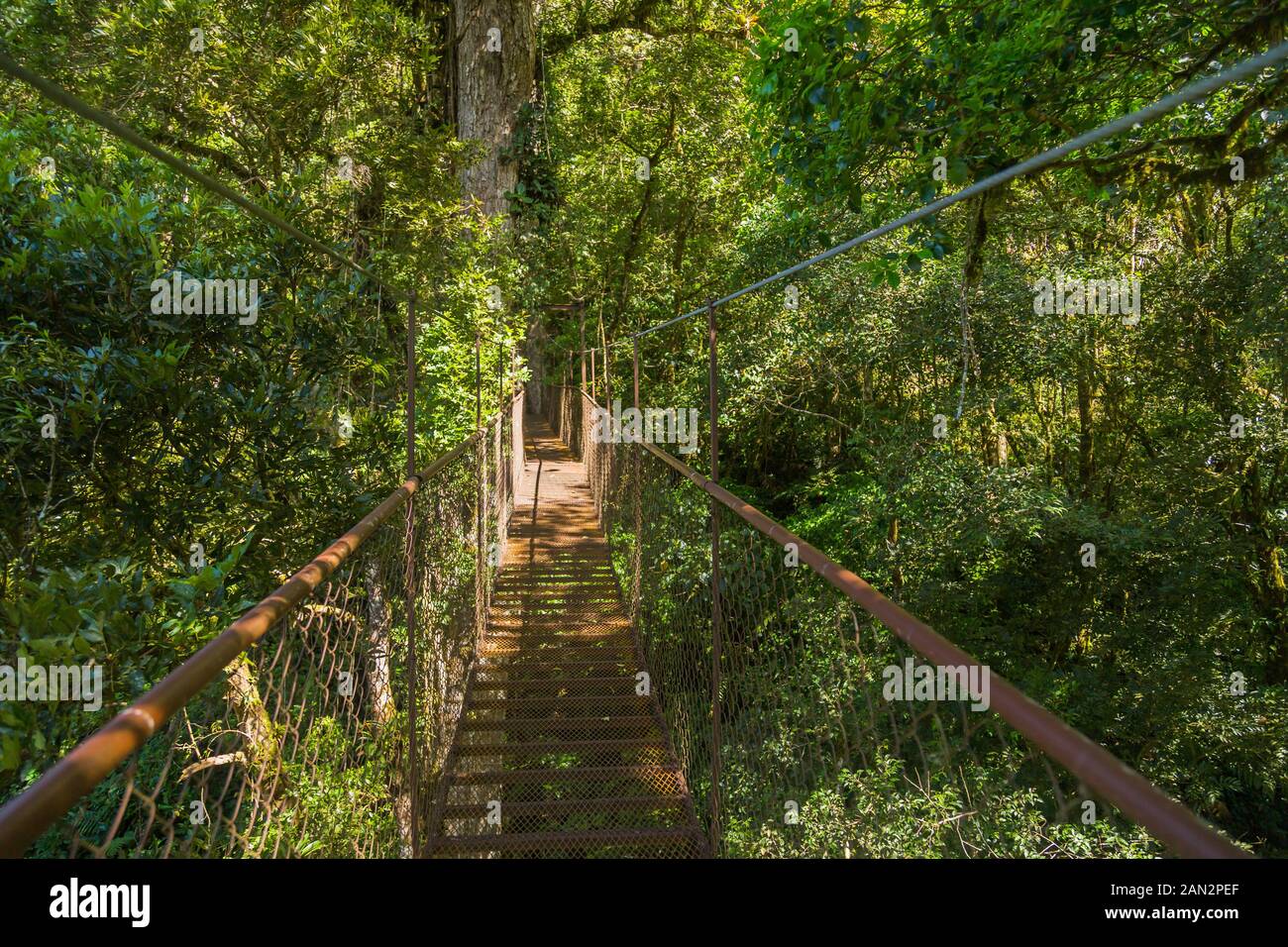 old hanging bridge in the jungle of Panama Stock Photo - Alamy