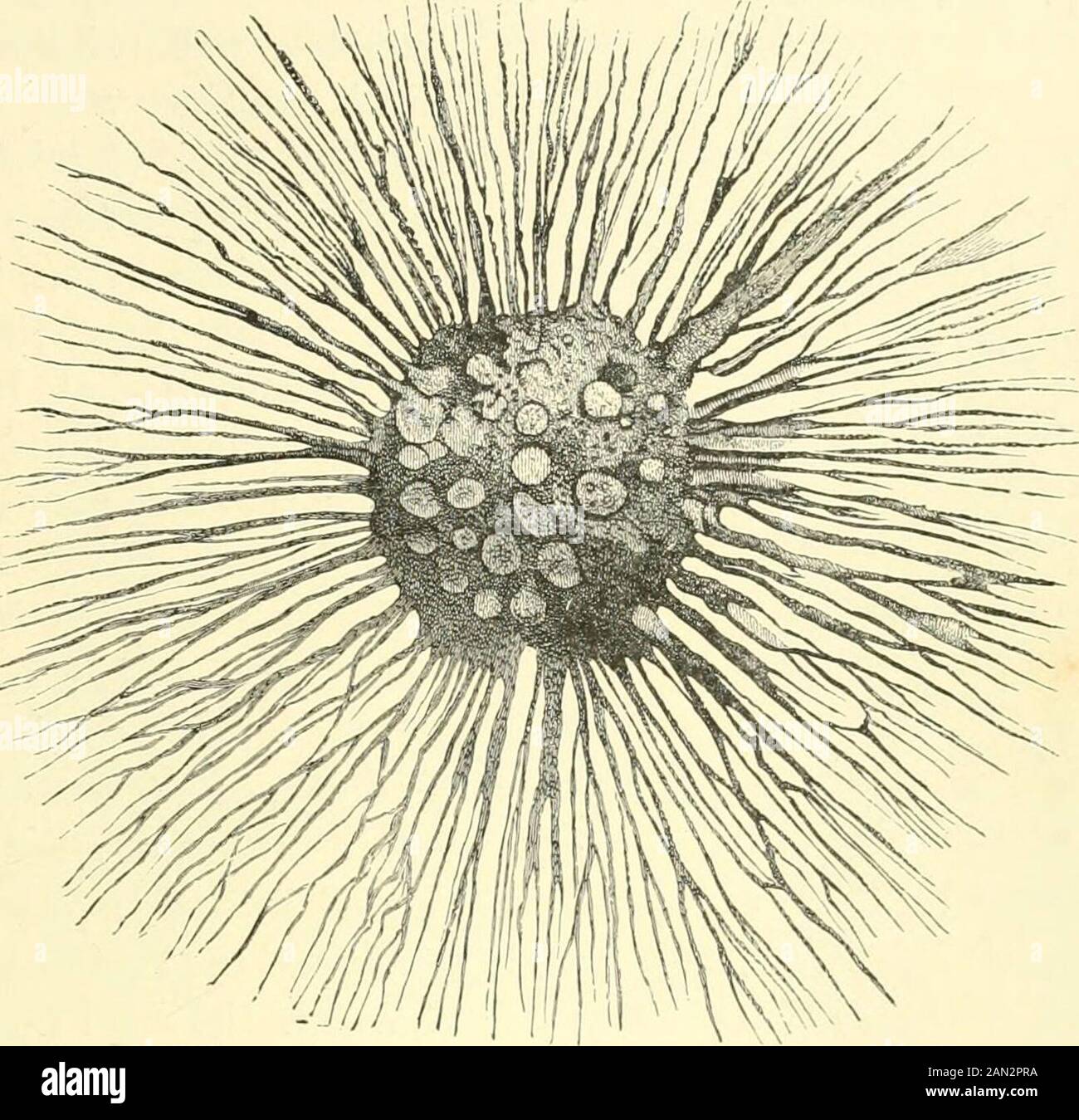 The royal natural history . known as Protomyxa, which formsminute ...