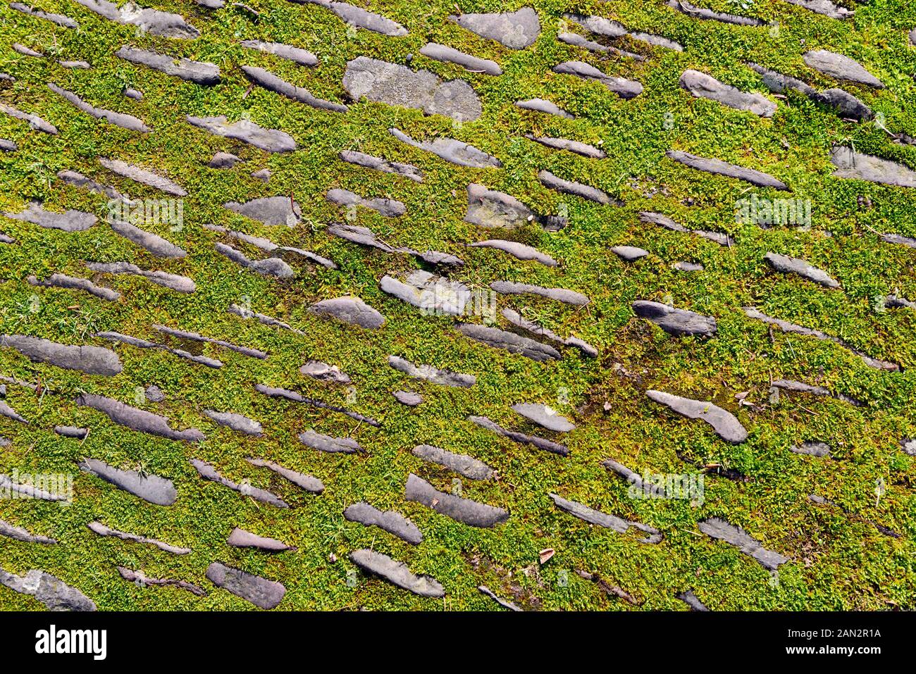 Texture of pebble stones in pathway with soil and plants between Stock ...