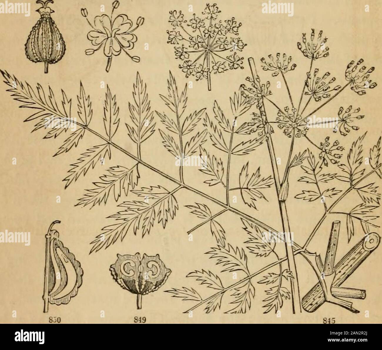 Introduction to structural and systematic botany, and vegetable ...