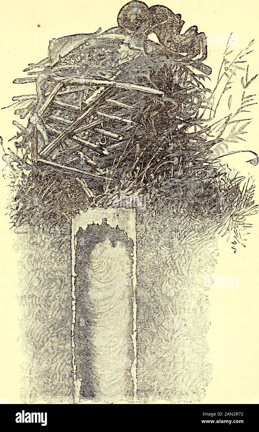 Beavers nest hi-res stock photography and images - Alamy