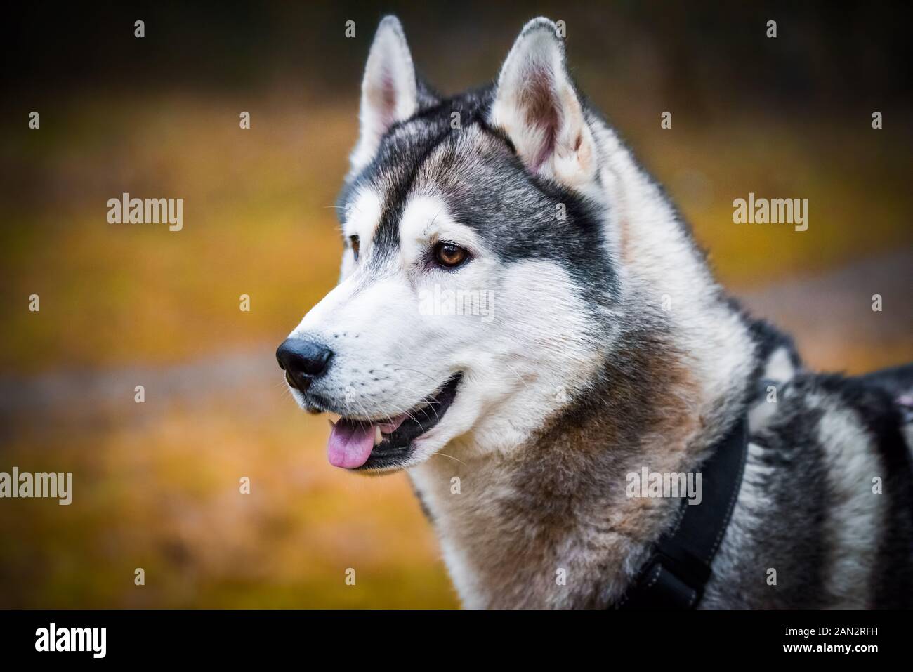 Husky dog close up muzzle portrait on nature Stock Photo - Alamy