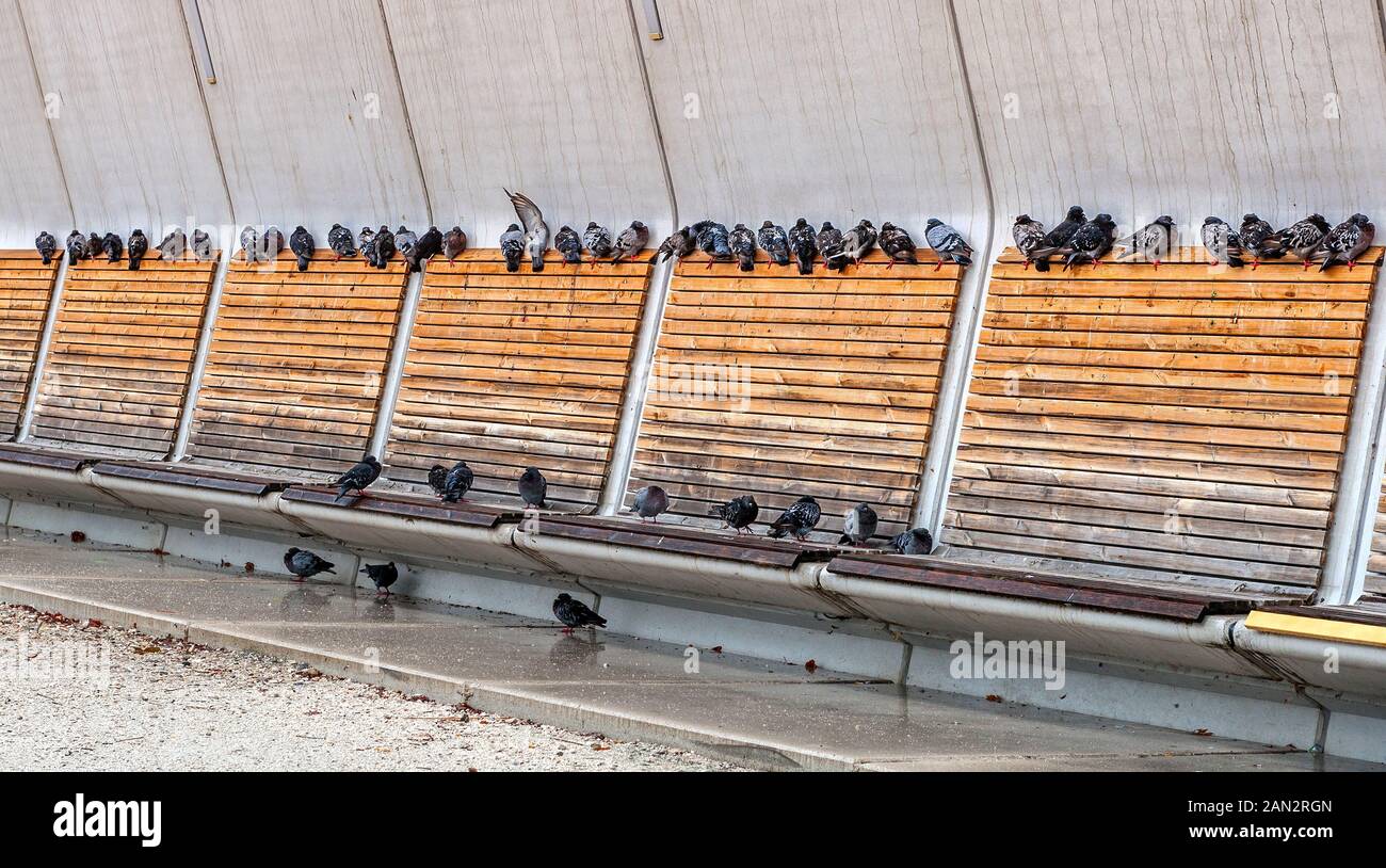 Pigeons hiding from rain at Gmunden lake, Austria Stock Photo - Alamy