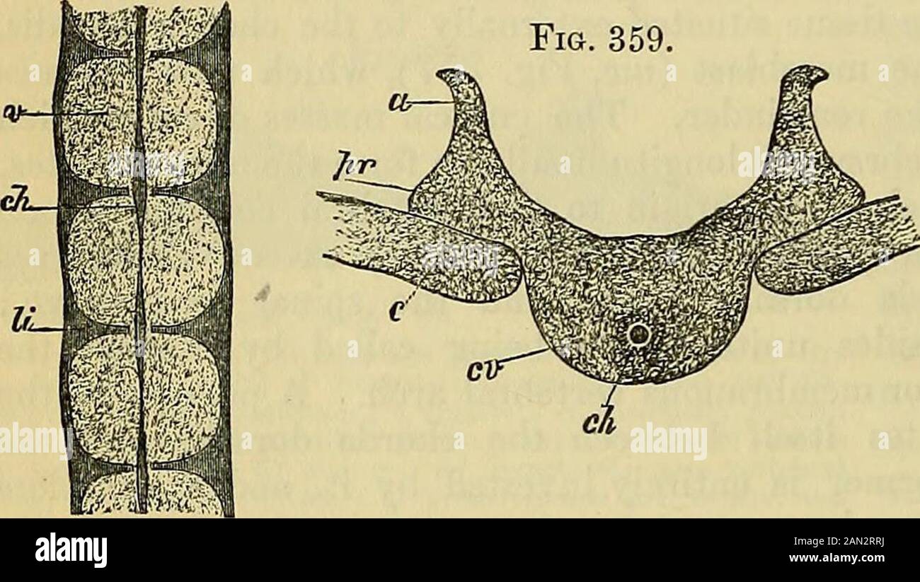 Carpenter's principles of human physiology . er arch, but with the body ...